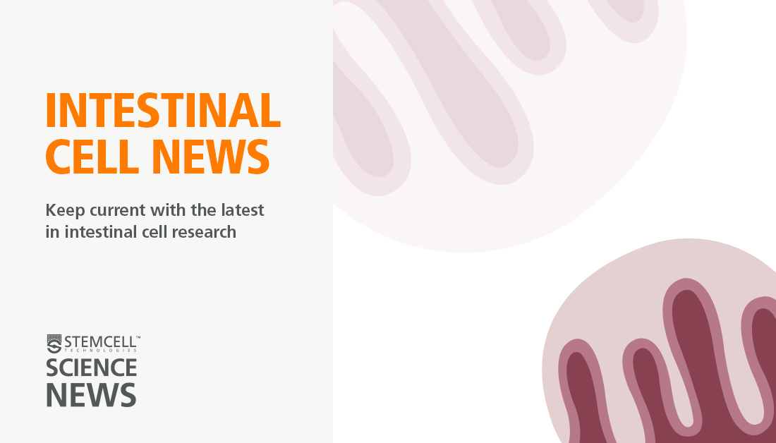 Intestinal Cell News | Science News