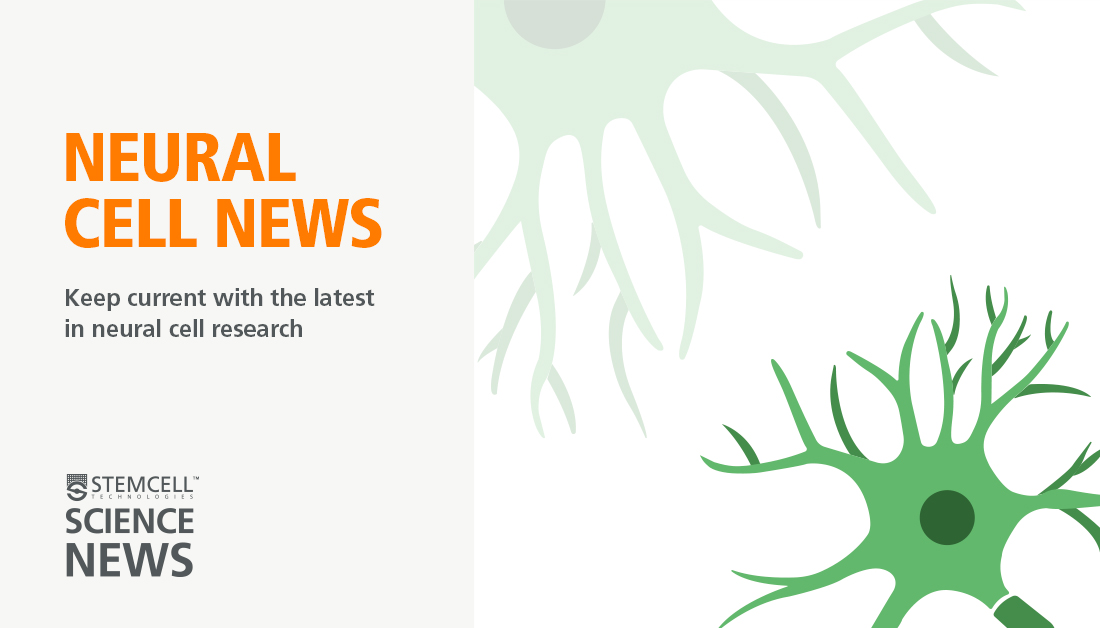 Neural Cell News | Science News