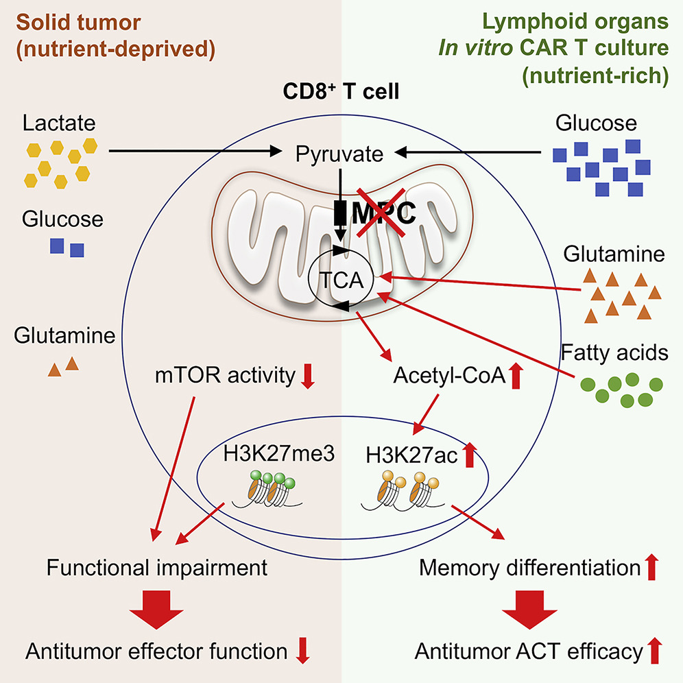 The Mitochondrial Pyruvate Carrier Regulates Memory T Cell
