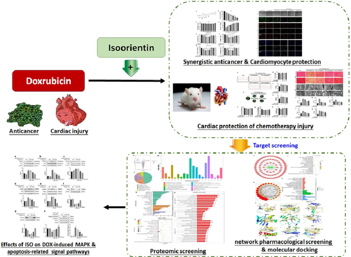Isoorientin Attenuates Doxorubicin-Induced Cardiac Injury via the ...
