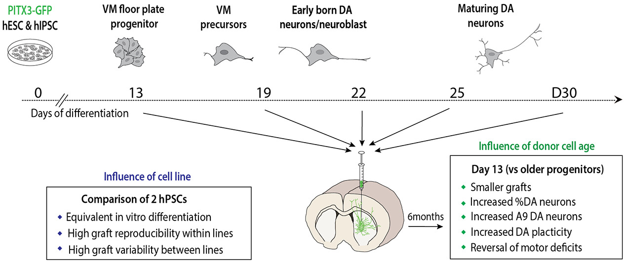 Identifying the Optimal Developmental Age of Human Pluripotent Stem ...