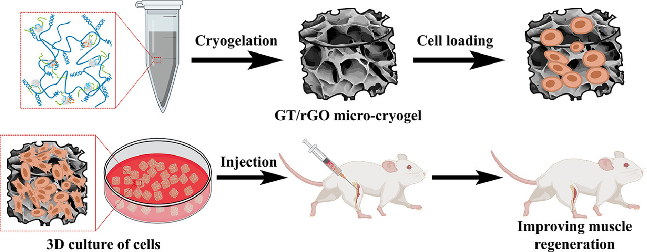 Injectable Conductive Micro-Cryogel as a Muscle Stem Cell Carrier ...