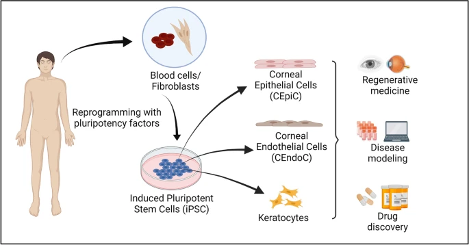 Induced Pluripotent Stem Cell-Derived Corneal Cells: Current Status and Application - Science News