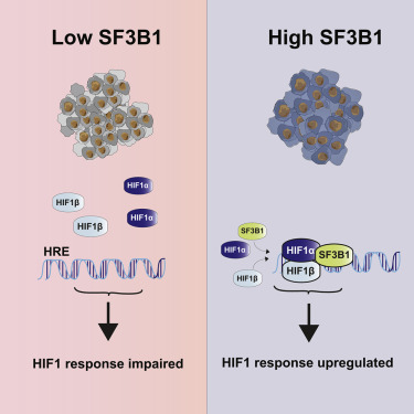 SF3B1 Facilitates HIF1-Signaling and Promotes Malignancy in Pancreatic ...