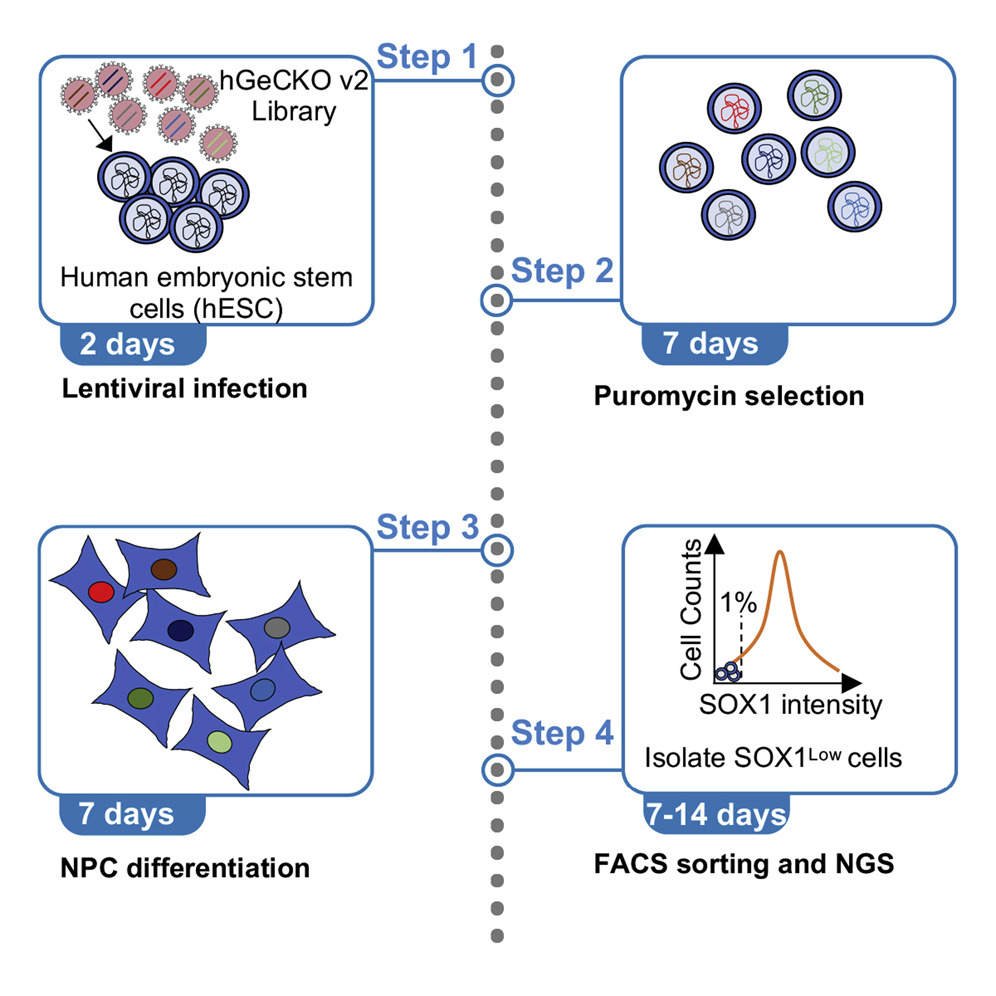 CRISPR-Cas9 Screen in Human Embryonic Stem Cells to Identify Genes ...