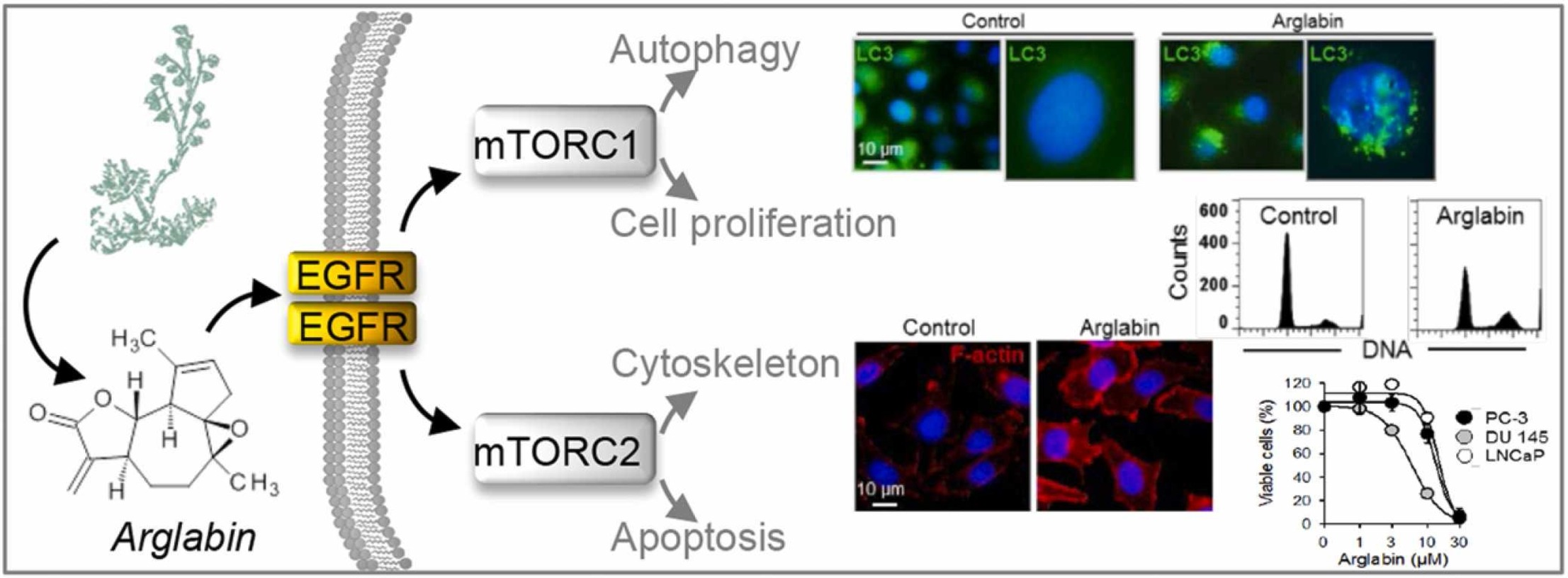 Arglabin, an EGFR Receptor Tyrosine Kinase Inhibitor, Suppresses ...