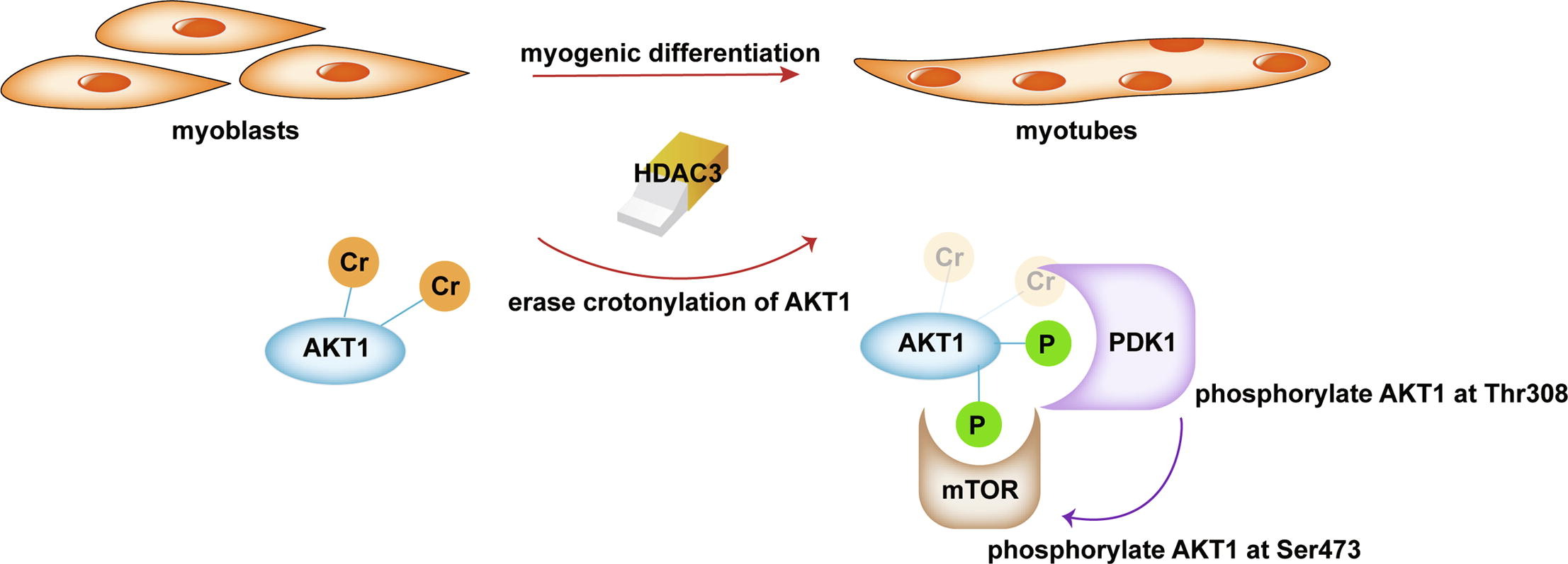 Decrotonylation of AKT1 Promotes AKT1 Phosphorylation and Activation ...