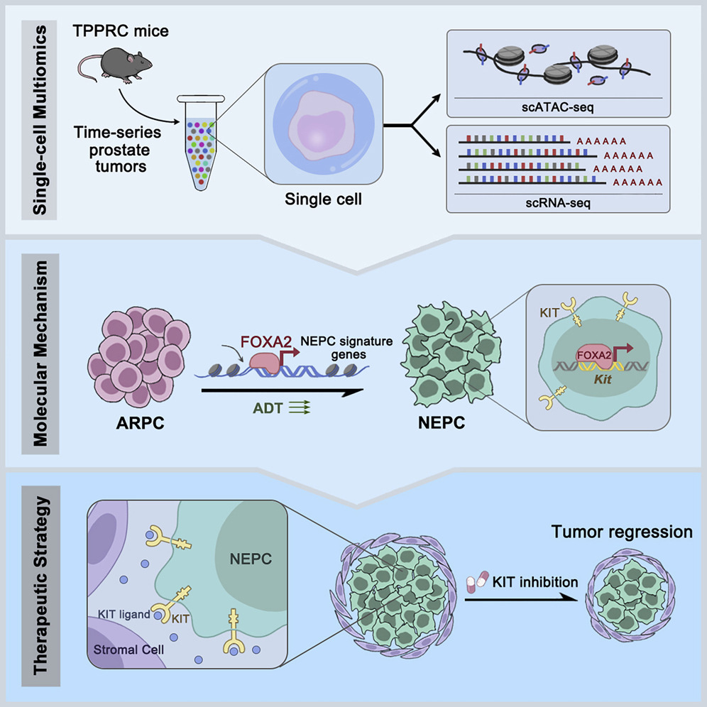 FOXA2 Drives Lineage Plasticity and KIT Pathway Activation in Neuroendocrine Prostate Cancer ...