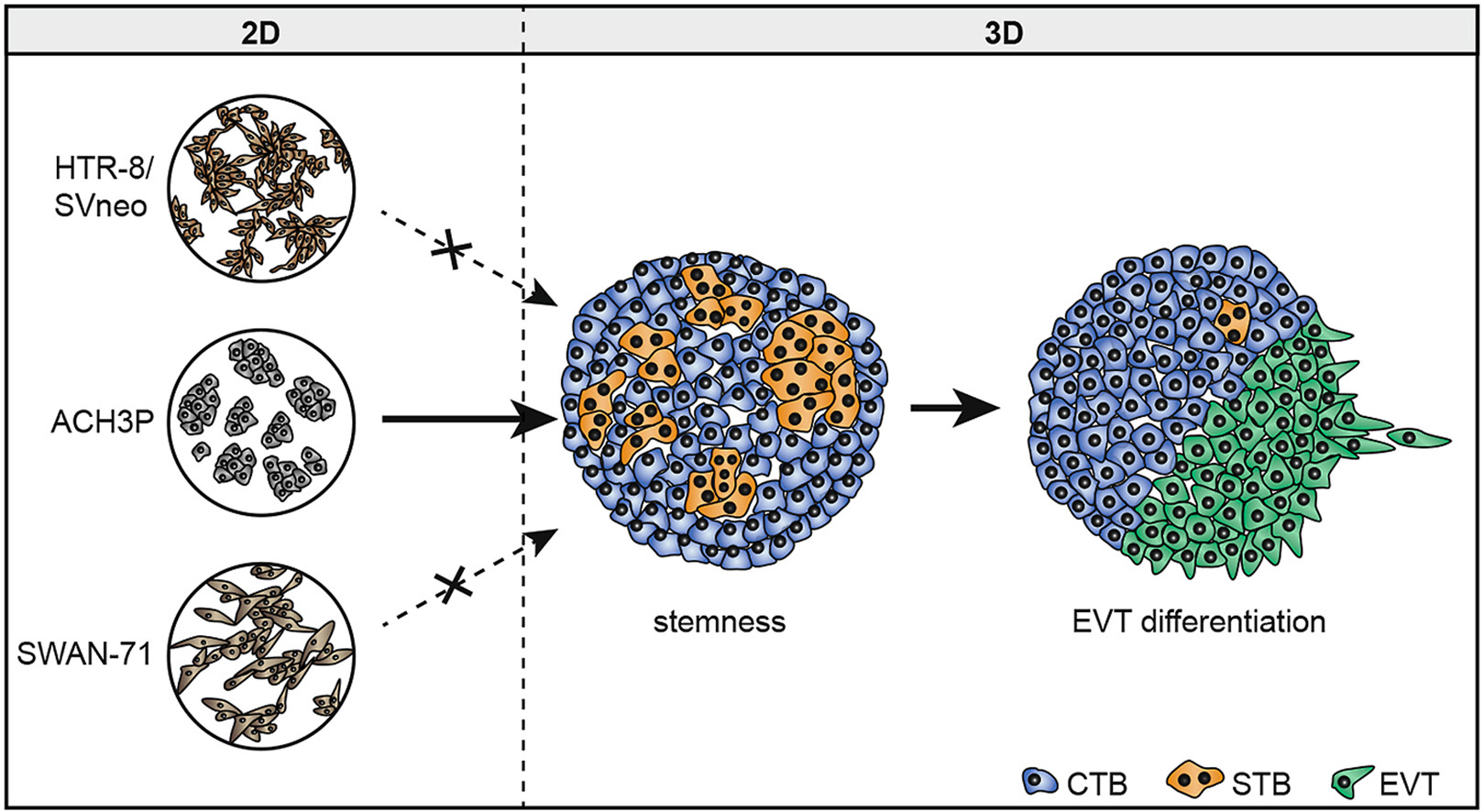 3D Organoid Formation and EVT Differentiation of Various Trophoblastic ...