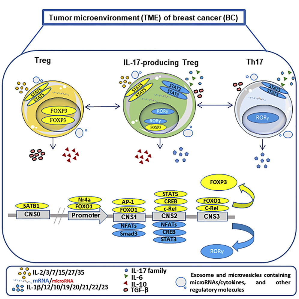 The Impact of Tumor Microenvironment Secretome on Treg/IL-17–Producing ...