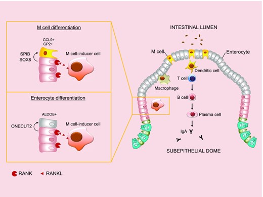 ONECUT2 Regulates RANKL-Dependent Enterocyte and Microfold Cell ...