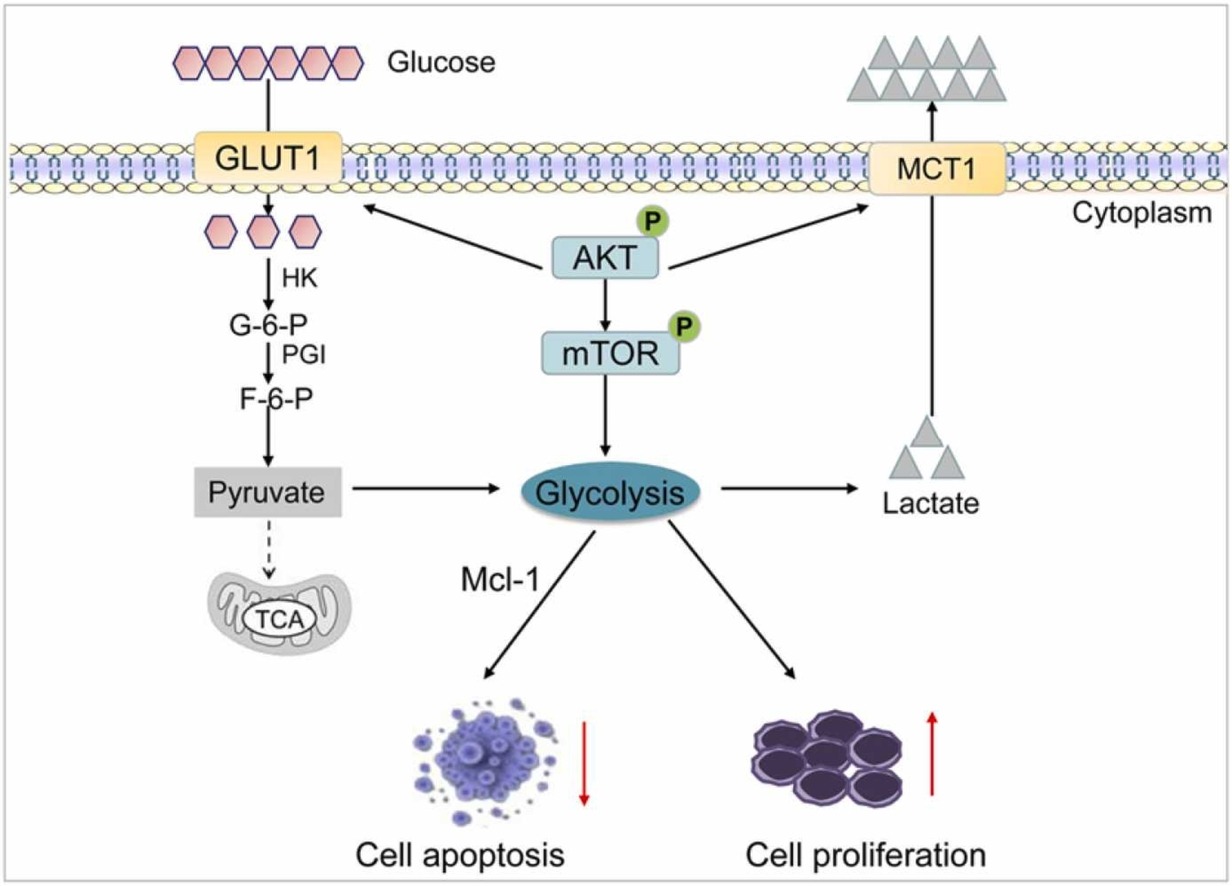 Glucose Induced-AKT/mTOR Activation Accelerates Glycolysis and Promotes ...