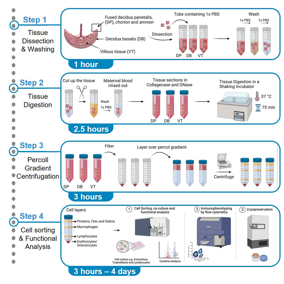 Purification of Primary Human Placental Leukocytes to Study Maternal ...