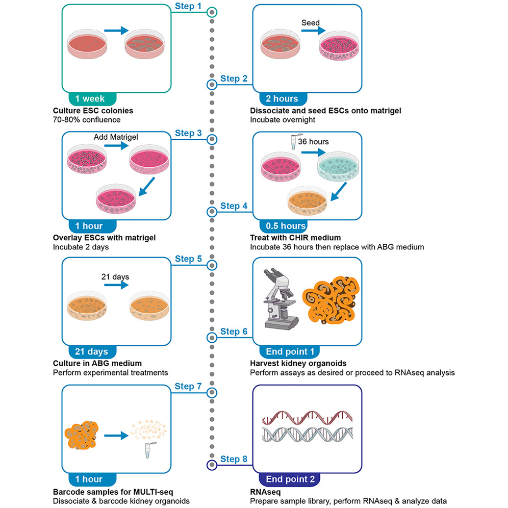 Differentiation and Single-Cell RNA-Seq Analyses of Human Pluripotent ...