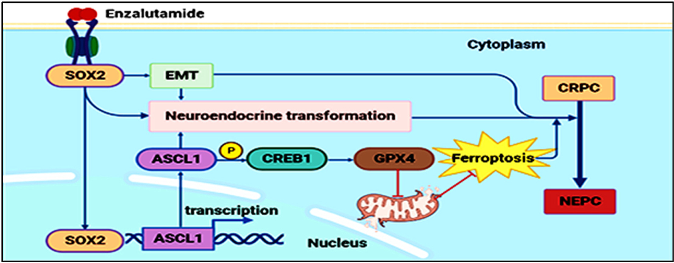 ASCL1-Mediated Ferroptosis Resistance Enhances the Progress of ...