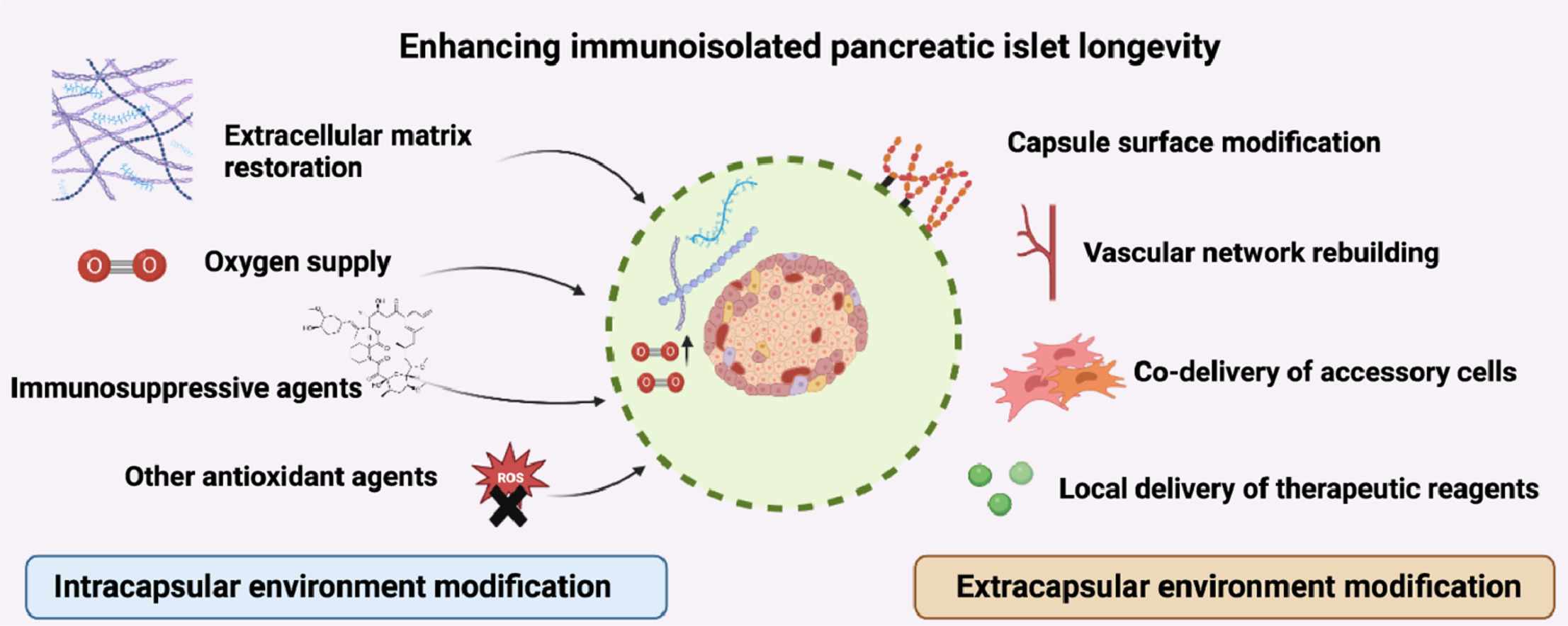 Enhancing Longevity of Immunoisolated Pancreatic Islet Grafts by ...