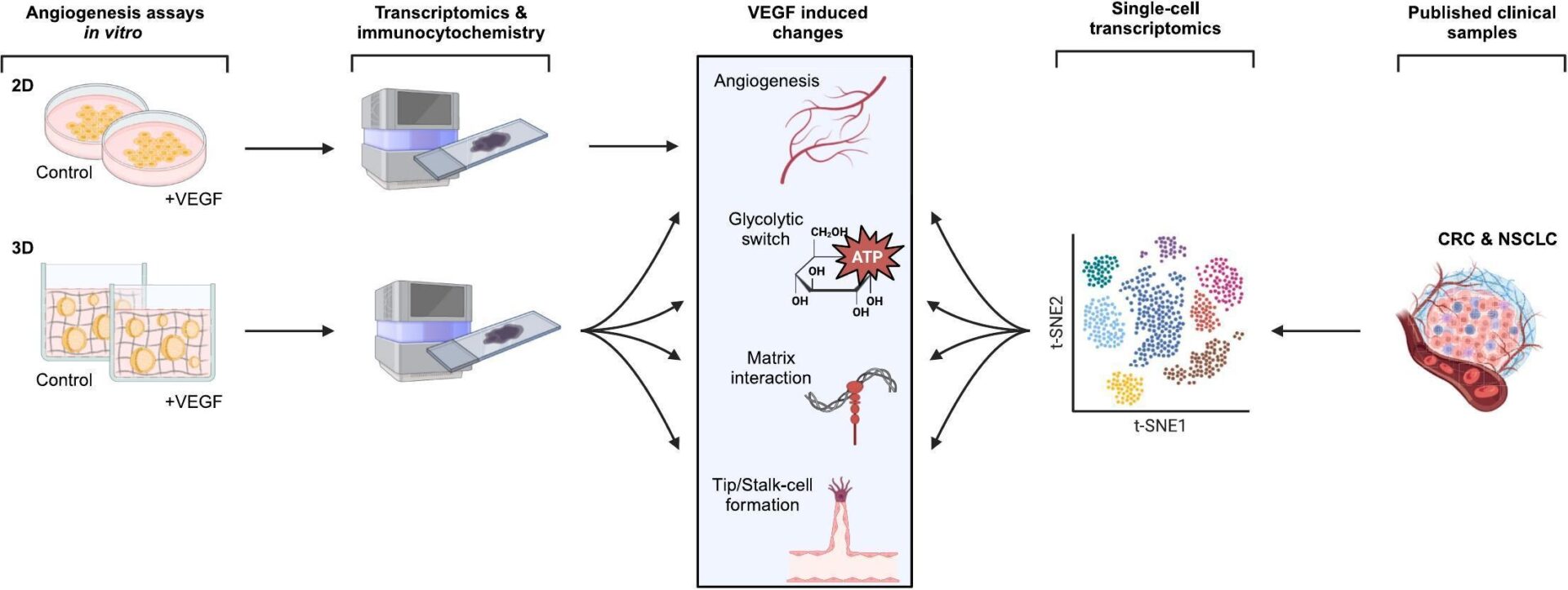 2D and 3D In Vitro Angiogenesis Assays Highlight Different Aspects of ...