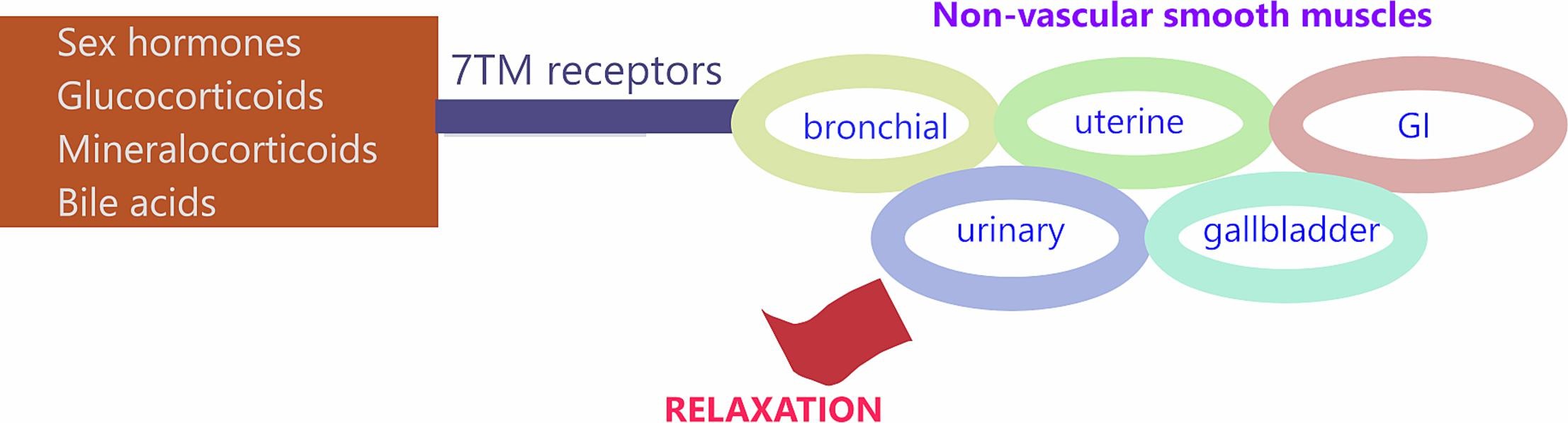 Non-Genomic Actions of Steroid Hormones on the Contractility of Non ...