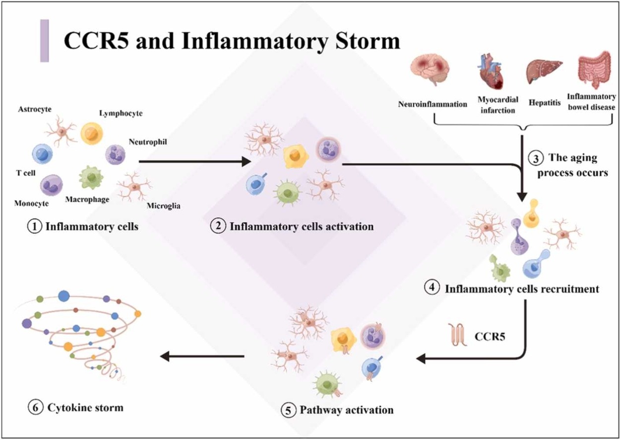 CCR5 and Inflammatory Storm | Science News