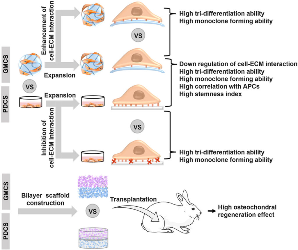 Gel Microspheres Enhance the Stemness of ADSCs by Regulating Cell-ECM ...