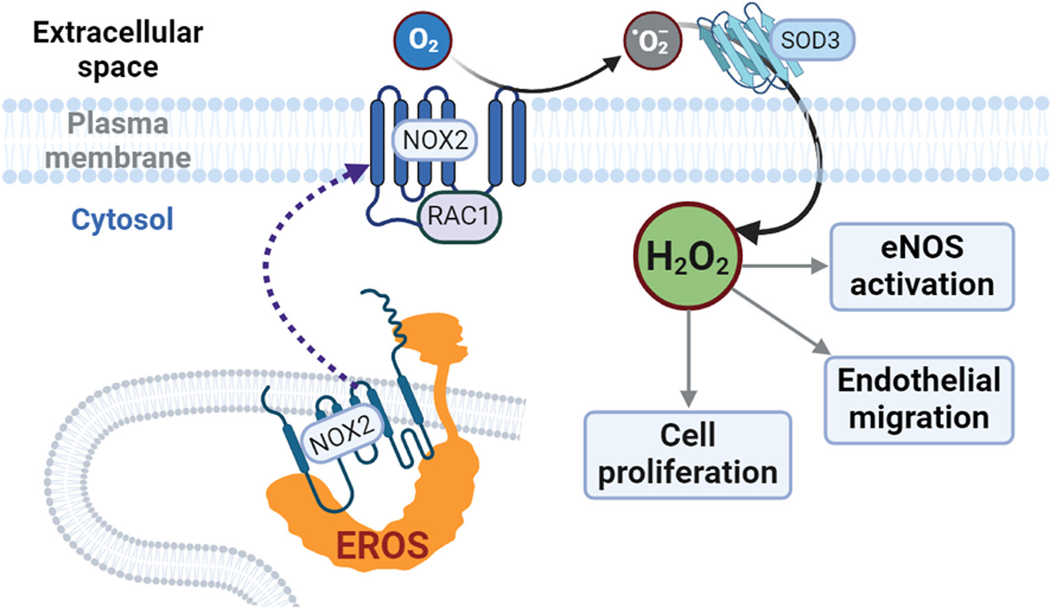 An Essential Role for EROS in Redox-Dependent Endothelial Signal ...